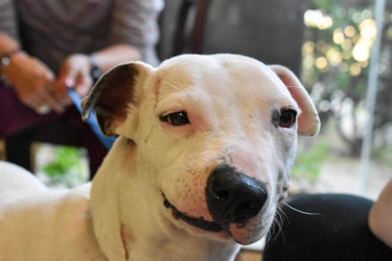 A Rescue Dog With a Lopsided Face Finds a Forever Home