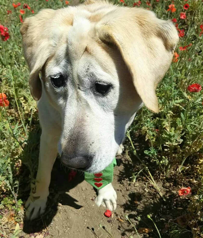 Dog Born With Deformed Face Finally Learns What It Is Liked to Be Loved Dog Born With Deformed Face Finally Learns What It Is Liked to Be Loved