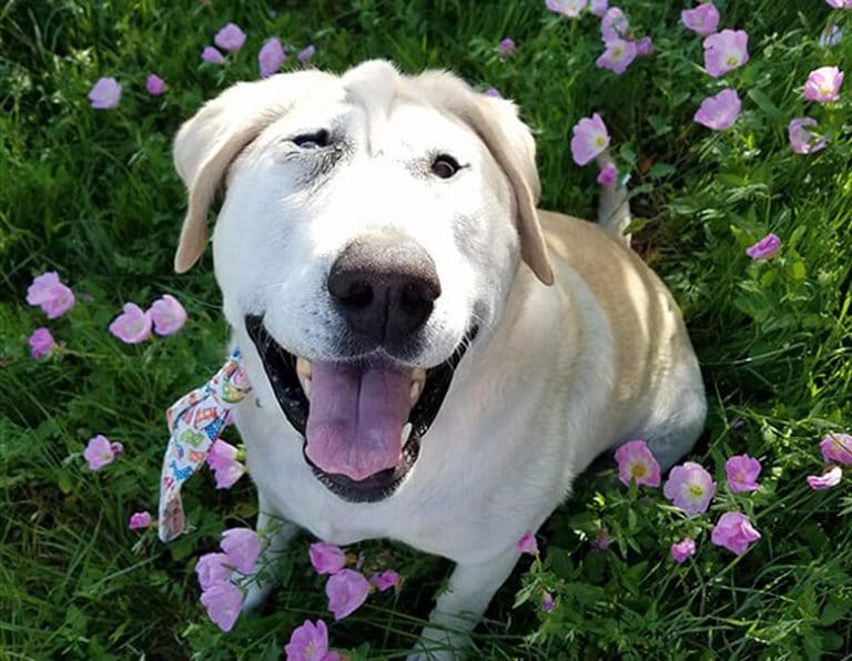 Dog Born With Deformed Face Finally Learns What It Is Liked to Be Loved
