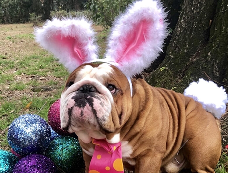 Cadbury Is Looking for a New Easter Bunny – and It Could Be Your Dog ...