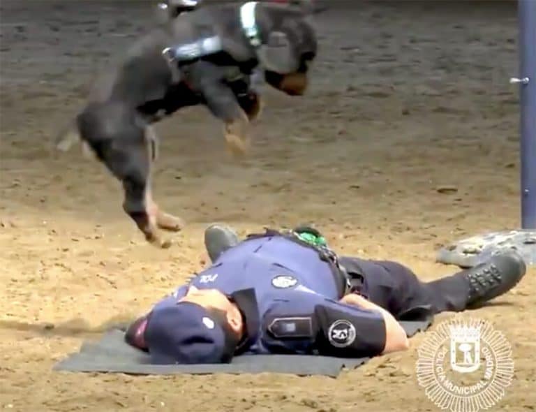 Dog Giving 'CPR' Goes Viral