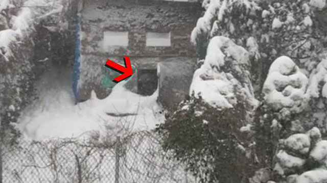 dog in blizzard 2|dog in blizzard - This Dogs Life