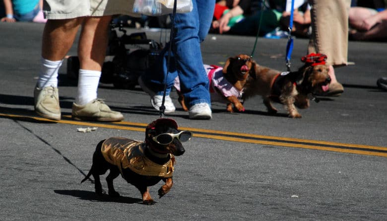 Dachshunds in costumes participating in the Sunday Paws Parade through ...