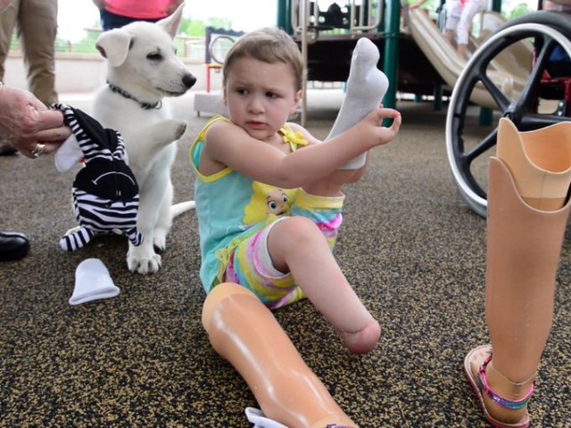 A little girl is playing with a pair of shin splints and a puppy born ...