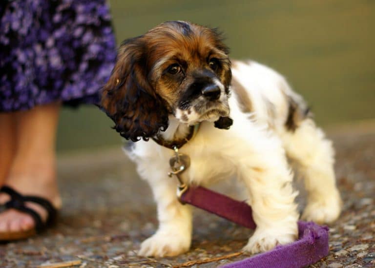 Everything You Need to Know About Introducing a Puppy Mill Dog Into ...
