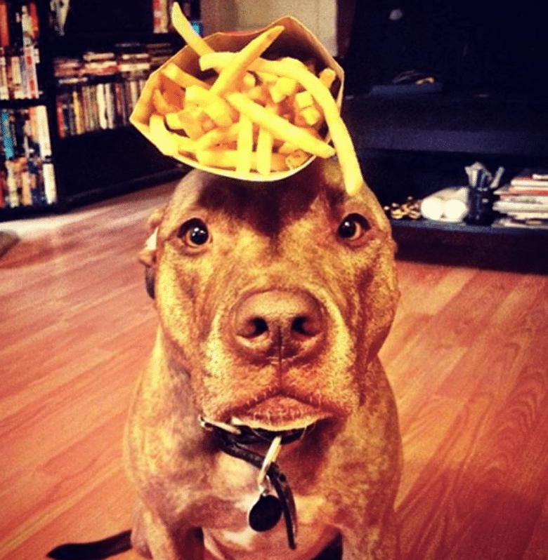 Scout, a Pit Bull, wearing a taco hat with perfect balance. - This Dogs ...