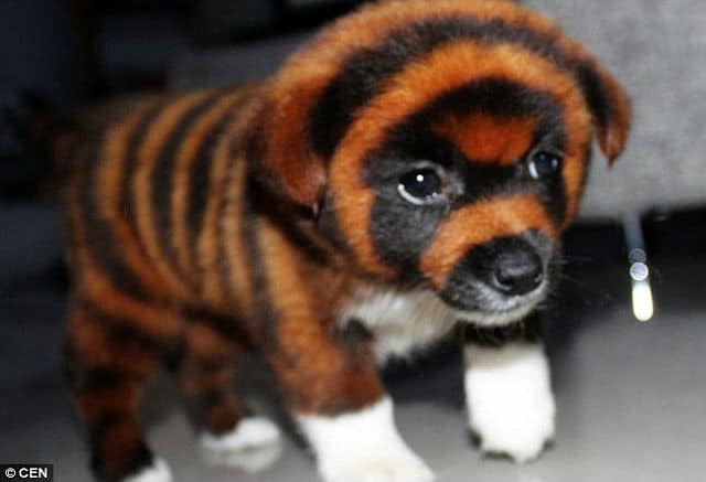 A tiger striped puppy is standing on the floor. - This Dogs Life