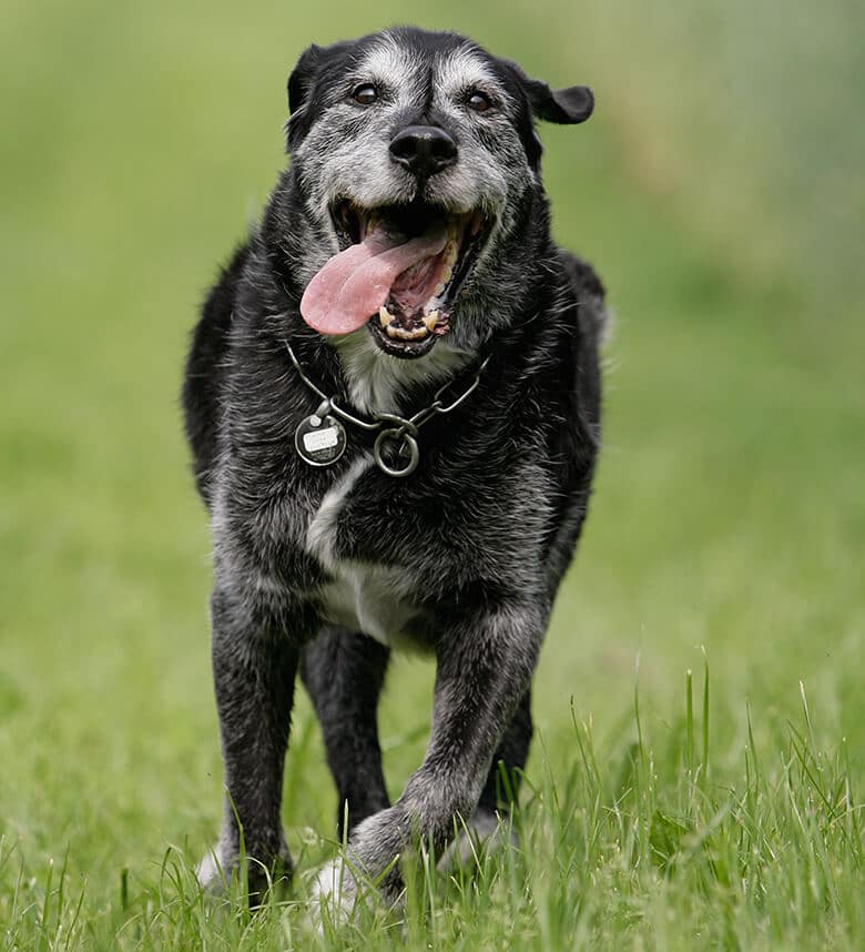 A senior black and white dog running in the grass during playtime ...
