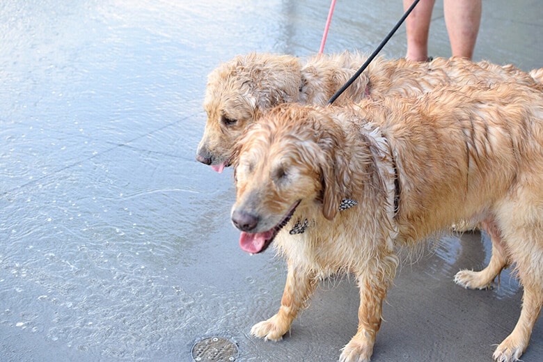 Two guide dogs on a leash. - This Dogs Life