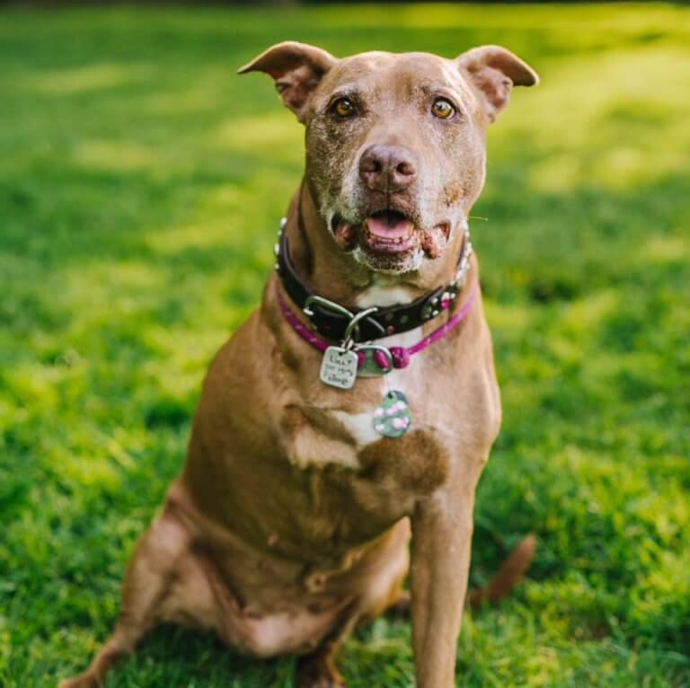 National Dog Day 2019: Celebrating Hero Dogs - This Dogs Life
