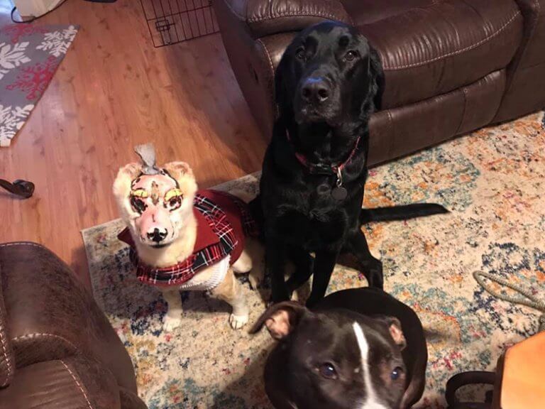 Dog Badly Burned in Fire Is Training to be a Therapy Dog for Burn ...