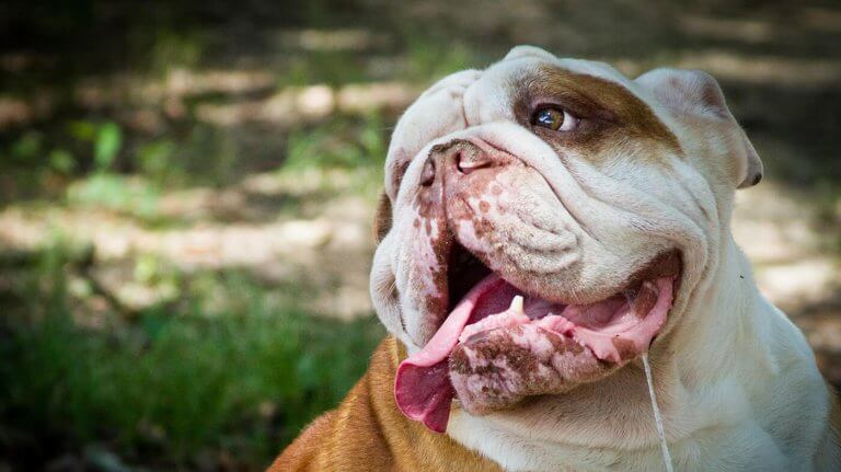 What to Do If Your Dog is a Slobber Monster - This Dogs Life