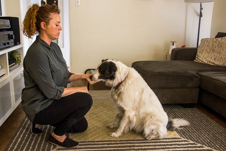 How This Training Technique Can Teach Your Dog the Life-Saving Skill of ...
