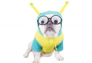 7 Dog Halloween Costume Ideas Perfect for 2019 - This Dogs Life