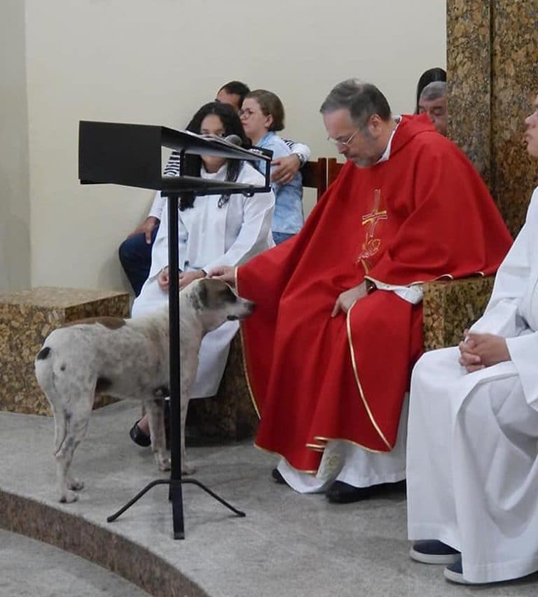 Priest Welcomes Dogs at His Church to Get Them Adopted - This Dogs Life