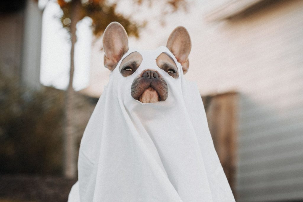 7 Dog Halloween Costume Ideas Perfect for 2019 - This Dogs Life