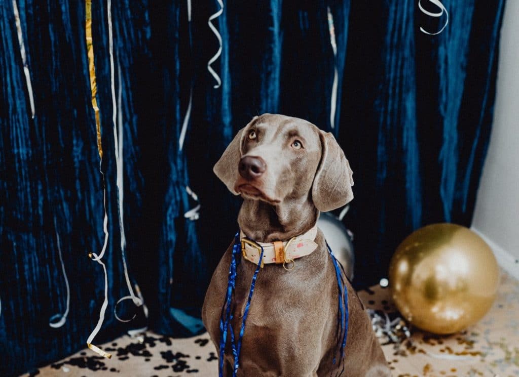 Keep Your Dog Safe While Celebrating New Year’s Eve - This Dogs Life