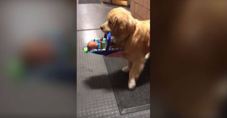 Police Dog Caught in the Act Stealing Presents for Children - This Dogs ...