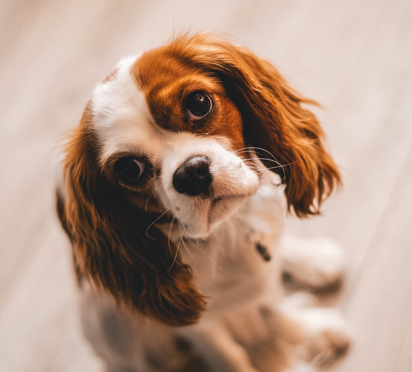 Before You Think of Rehoming Your Dog, Consider These Resources - This ...