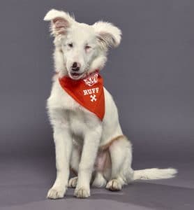 Meet the Adorable Puppies Playing in the Puppy Bowl - This Dogs Life