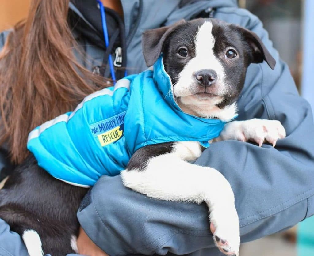 The Power of Social Media: Why It Is a Game Changer for Dog Rescue ...