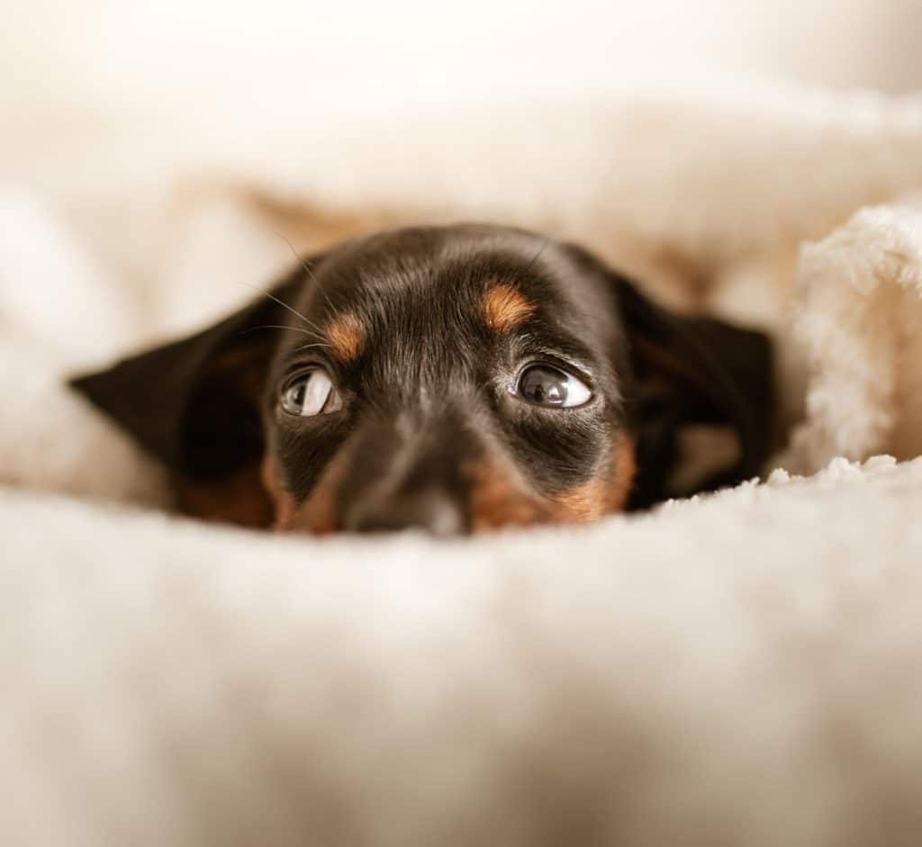 Can Dogs Be Introverts? - This Dogs Life
