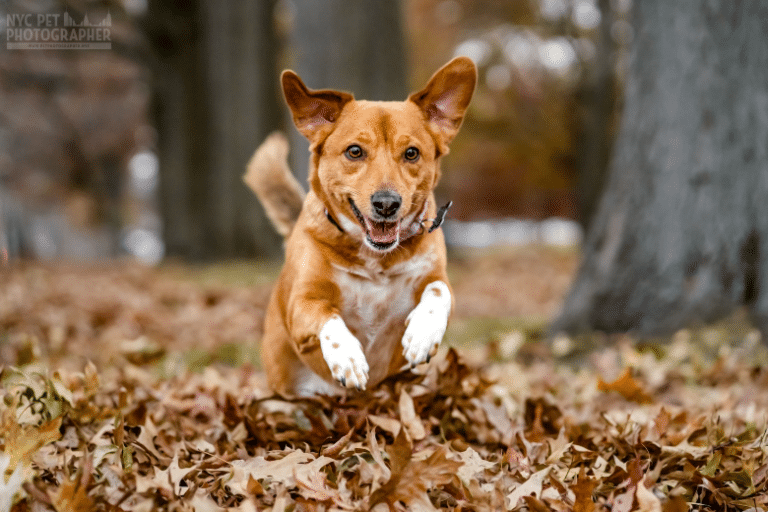 Tricks to Creating the Perfect Dog Photoshoot, According to an Expert ...