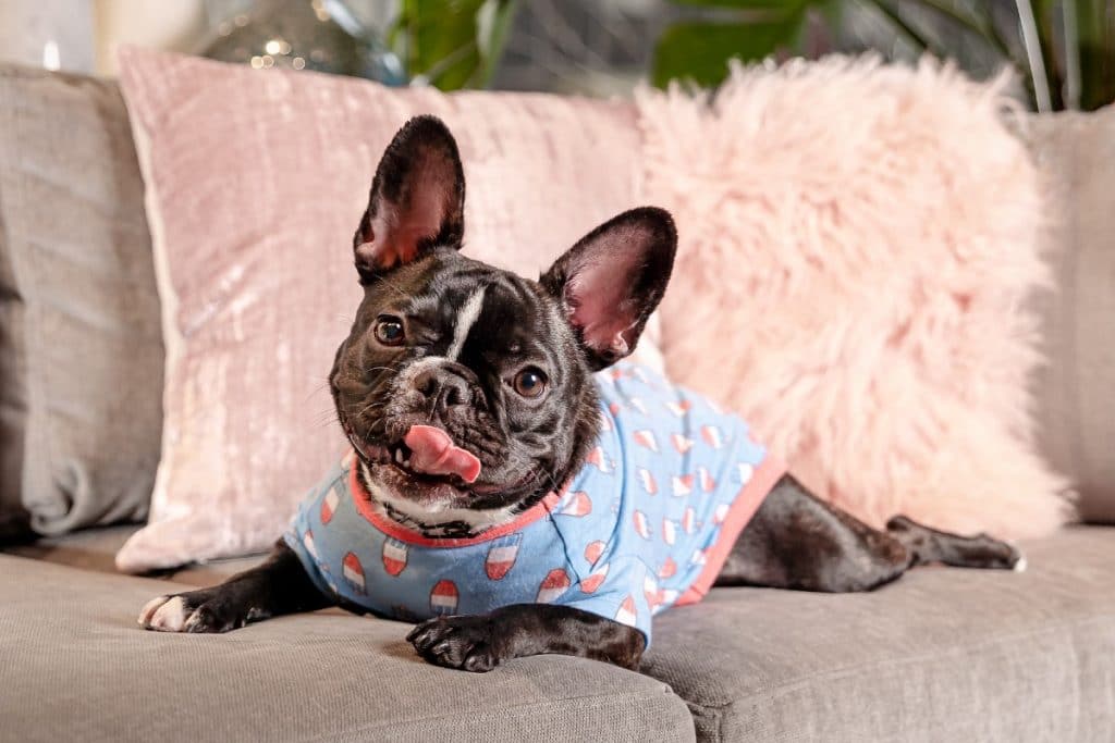 Tricks to Creating the Perfect Dog Photoshoot, According to an Expert ...