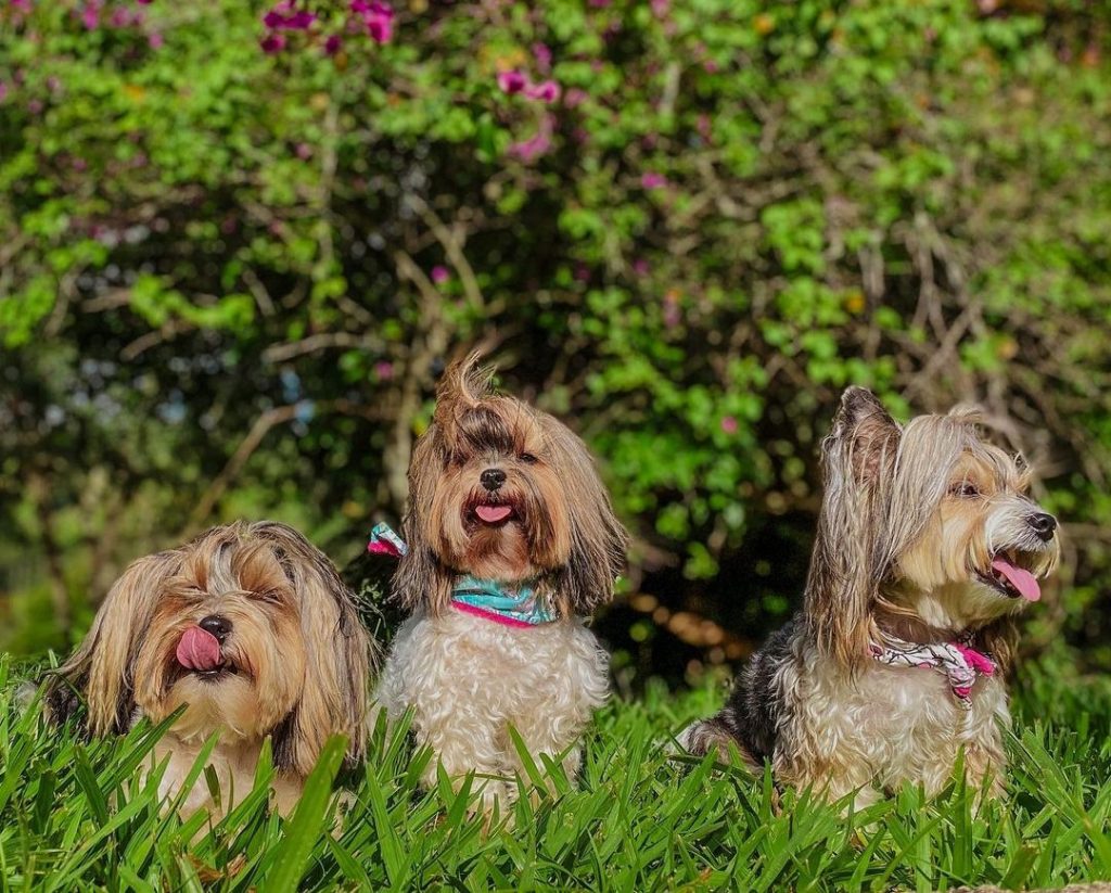 Meet the Biewer: The New Breed Making Waves - This Dogs Life
