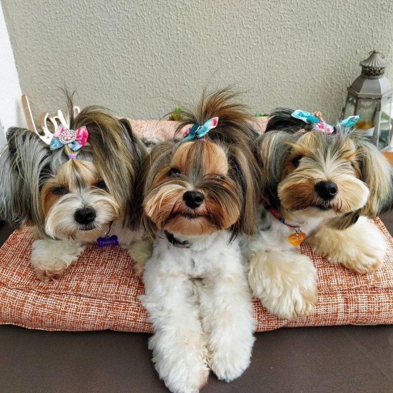 Three small Biewer dogs with bows on their heads. - This Dogs Life