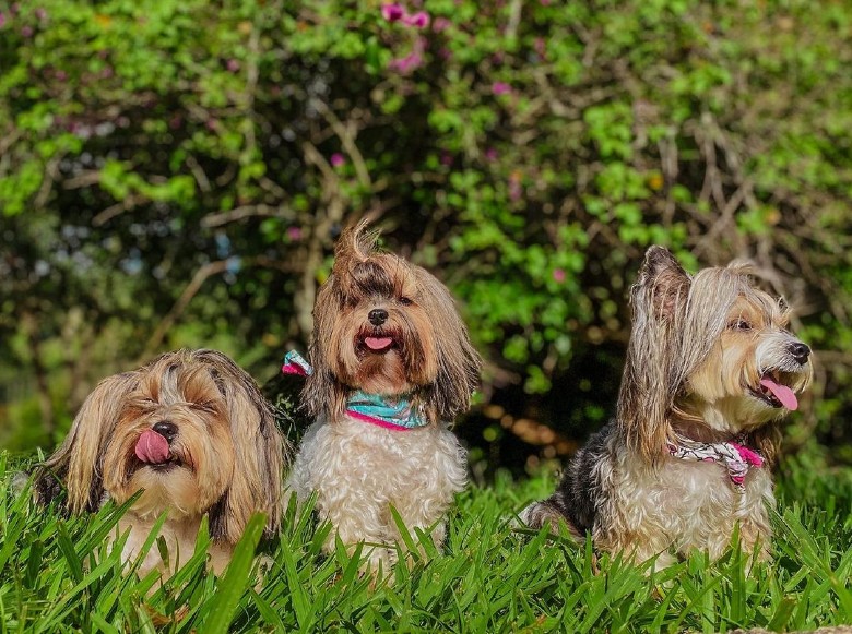 Three Biewer dogs sitting in the grass with their tongues out. - This ...