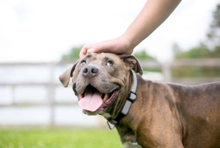 The Best Ways to Safely Approach a Dog - This Dogs Life