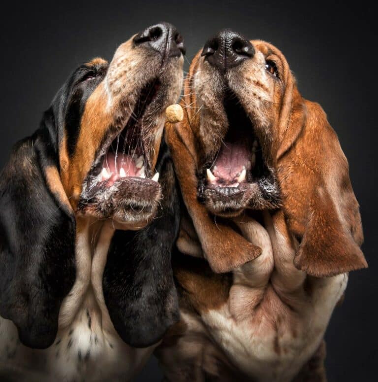 Meet the Photographer Behind the Viral Photos of Dogs Catching Treats ...