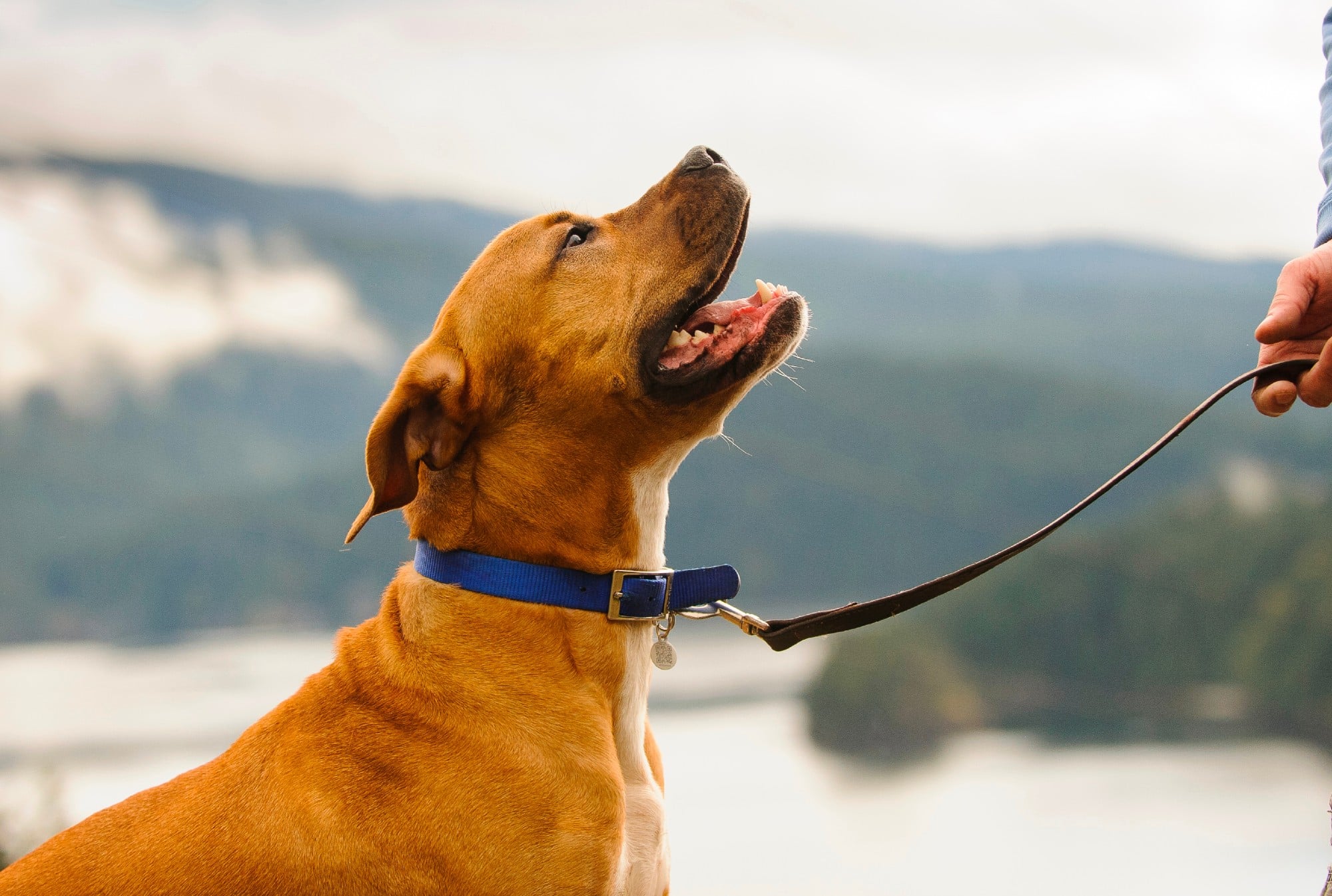 A Guide To Choosing The Right Dog Trainer For Your Needs This Dogs Life A Guide To Choosing The Right Dog Trainer For Your Needs This Dogs Life