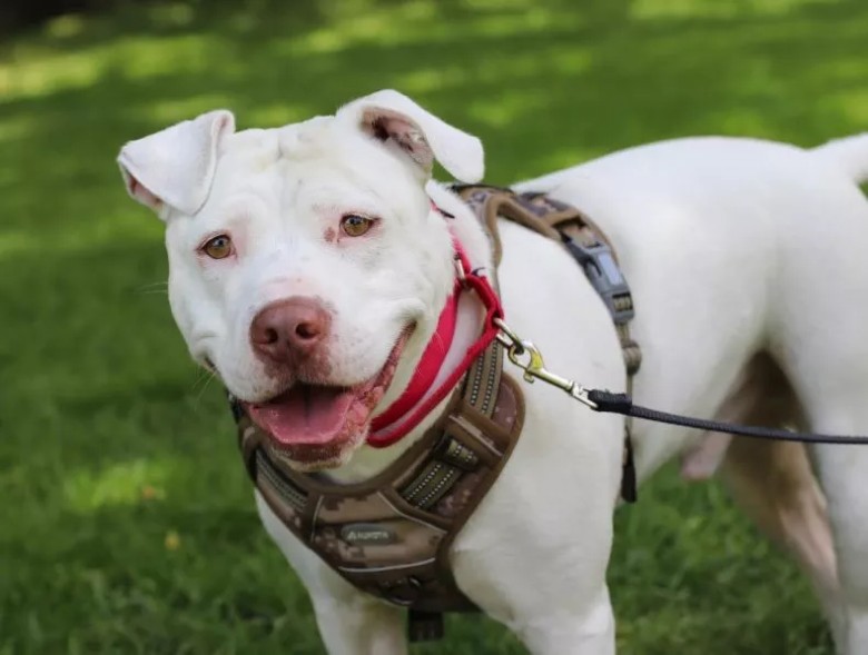 A white deaf dog on a leash standing in the grass. - This Dogs Life