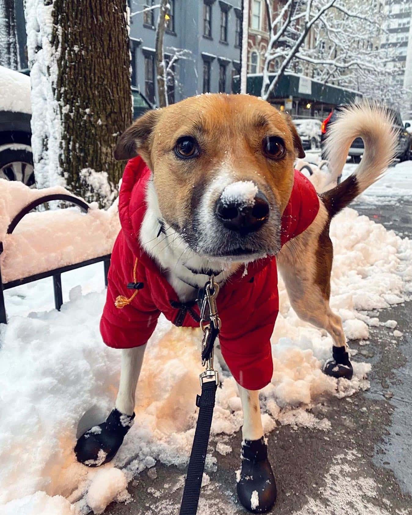 A winter dog in a red jacket and boots standing on a sidewalk in the ...