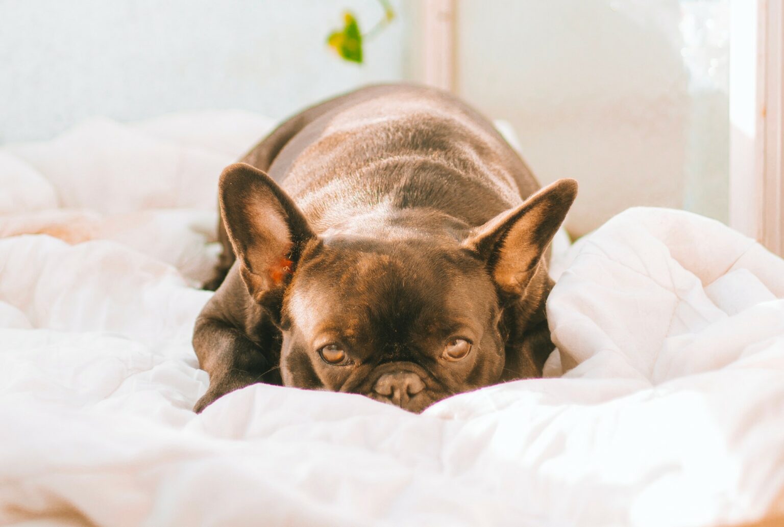 America Has Crowned a New Top Dog: The French Bulldog - This Dogs Life
