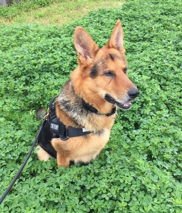 From War Zones to Loving Homes, Meet the Military Dogs Getting a Second ...