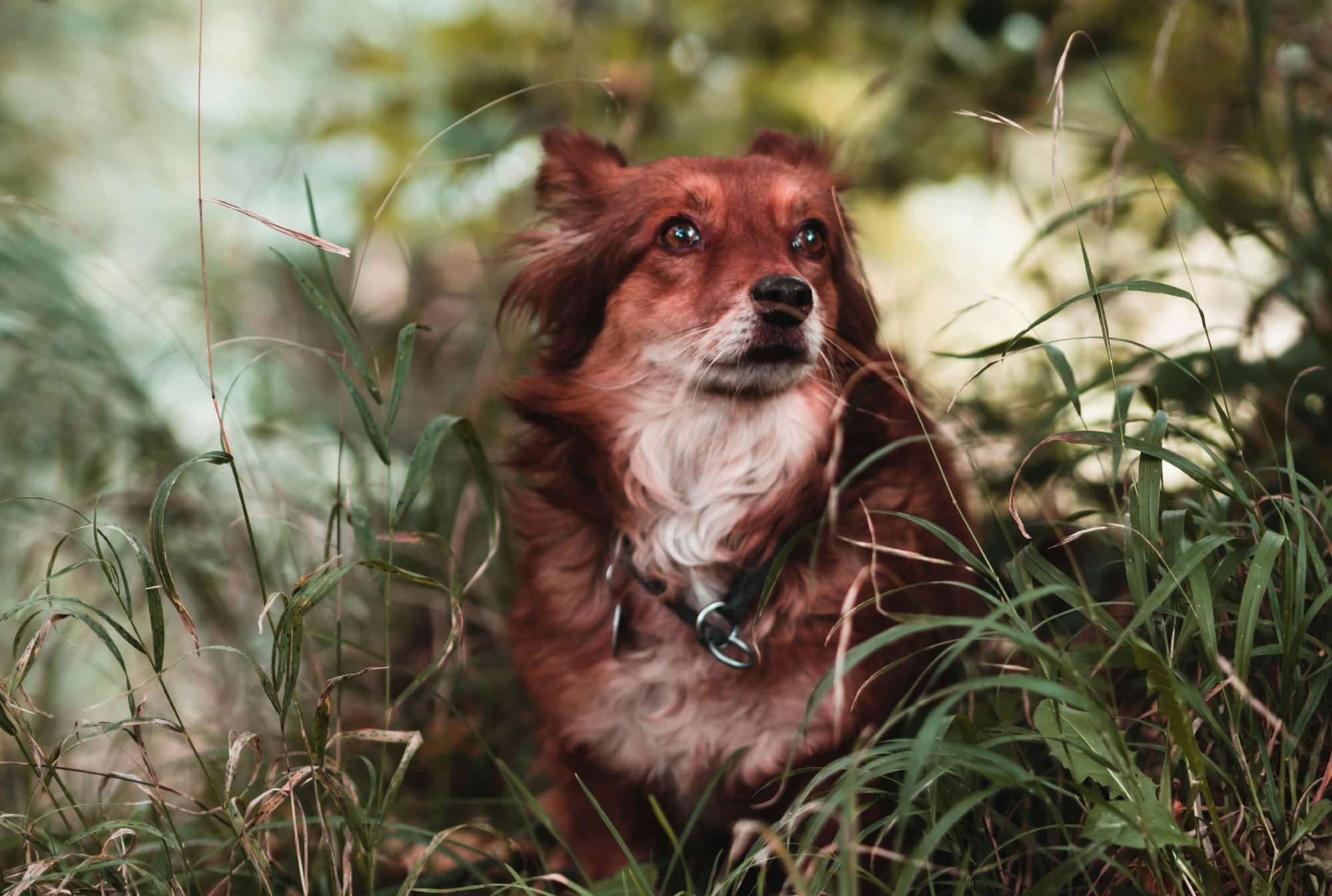 7 Unexpected Fall Dangers Dog Owners Need to Know About - This Dogs Life