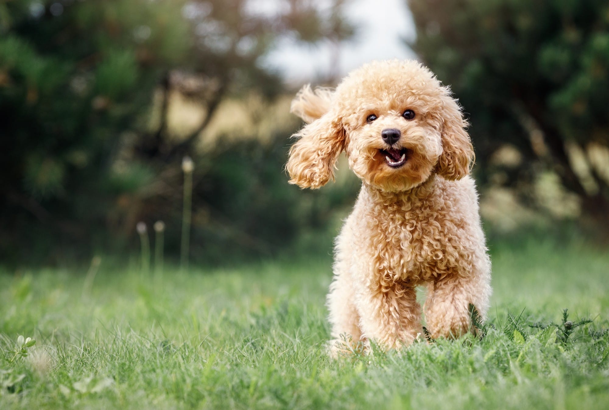 A small, curly-haired brown poodle stands on green grass outdoors ...